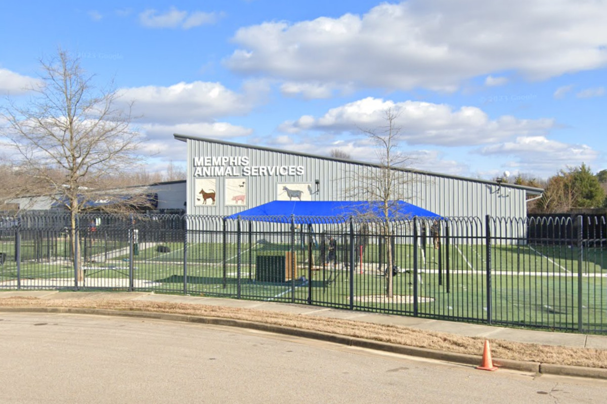 Memphis Animal Services Director Ty Coleman on Leave Amid Scrutiny