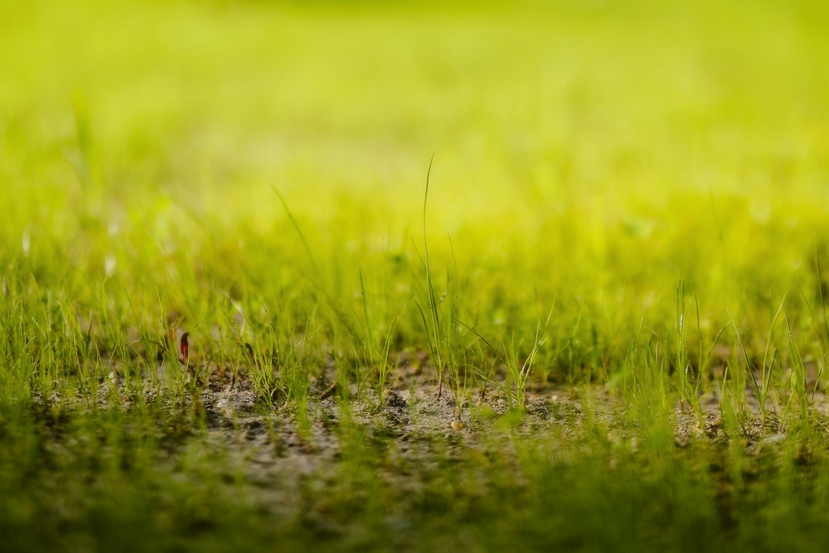 Minneapolis Park Turf Struggles with Muddy Conditions Amid Wet Spring,