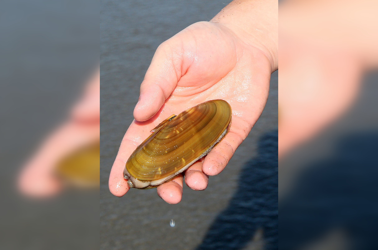 Oregon Shuts Down All Clam Harvesting on Coast Due to 'Historic'