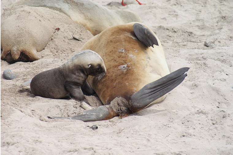 Point Defiance Zoo in Tacoma Welcomes First Sea Lion Pup Birth in