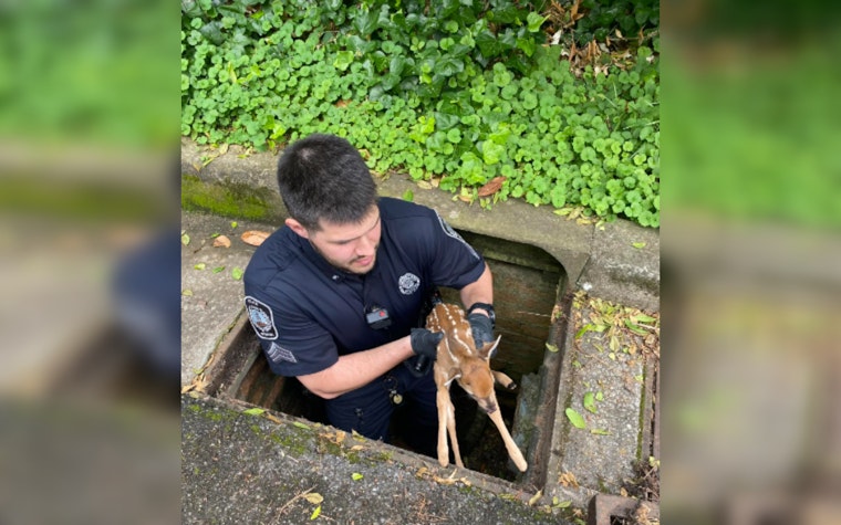 Rome, Georgia Police Sergeant Rescues Trapped Fawn From Storm Drain in