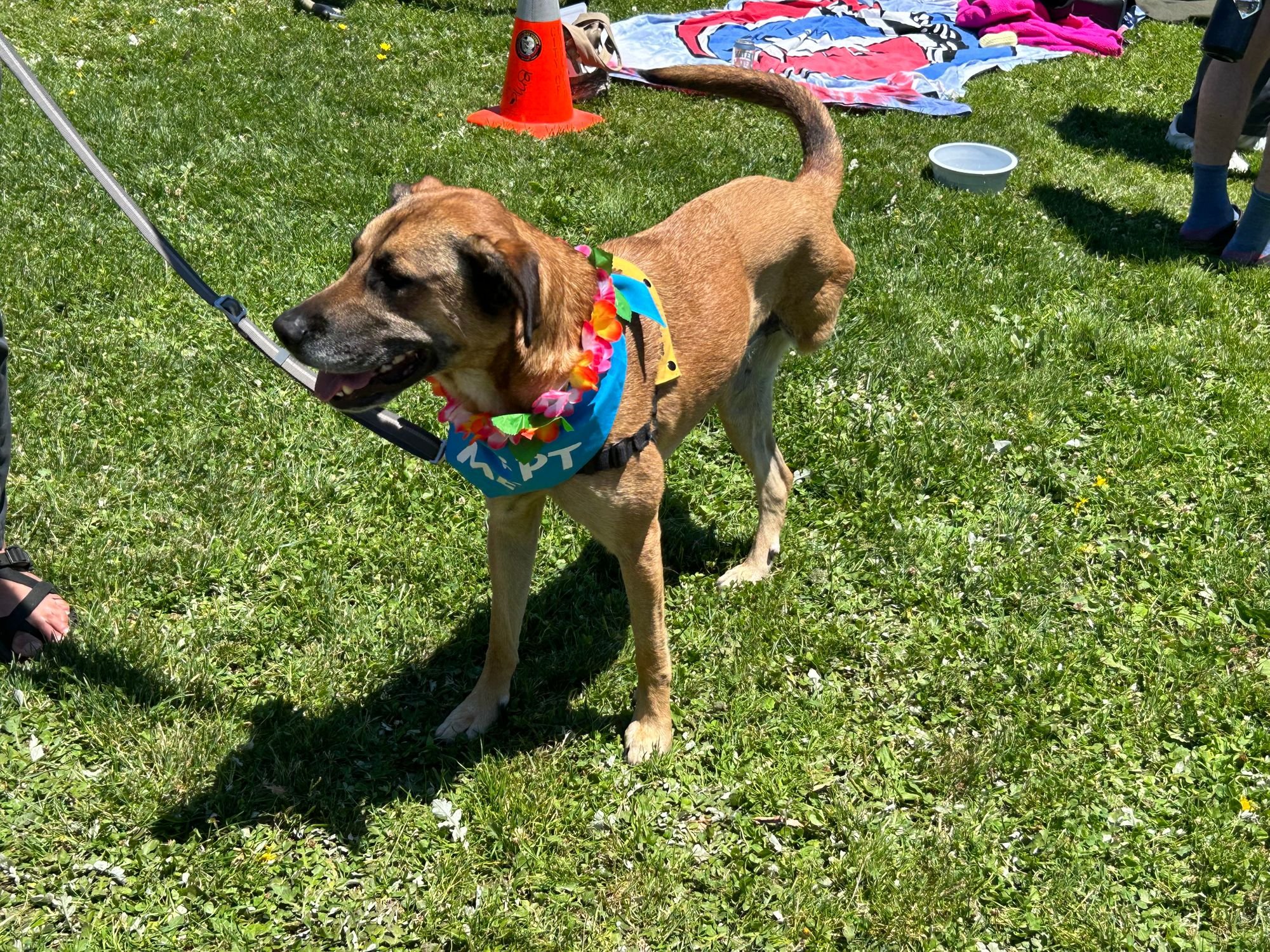 San Francisco's Tri-Pawed Picnic Unleashes Joy with Record-Breaking