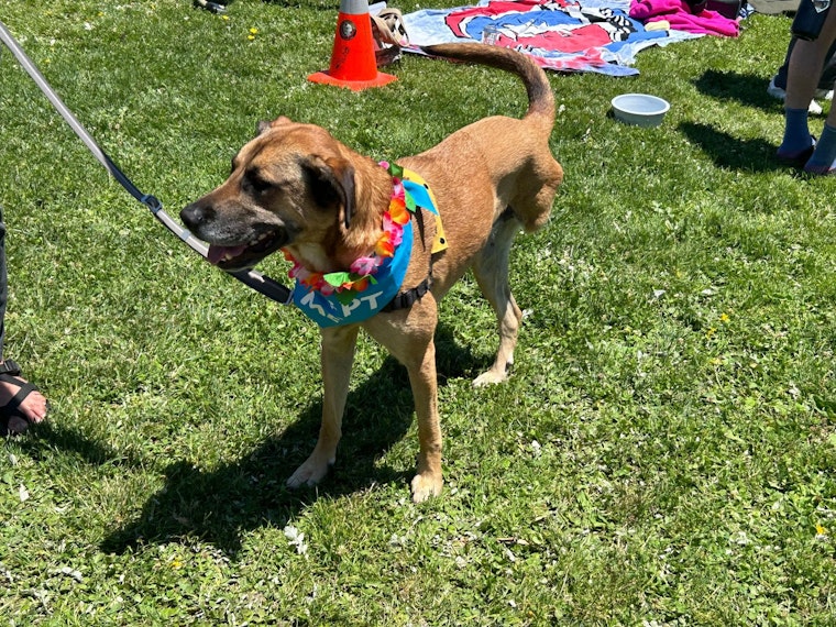 San Francisco's Tri-Pawed Picnic Unleashes Joy with Record-Breaking