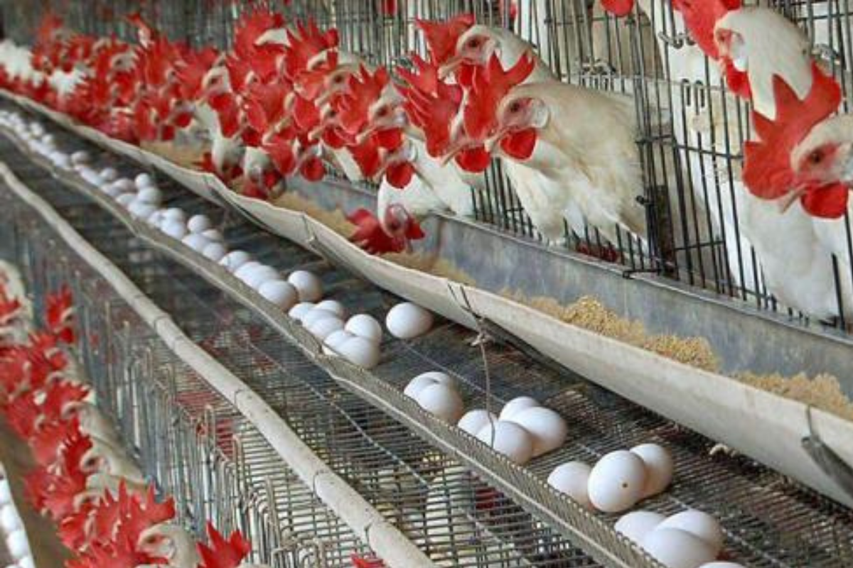 San Mateo County Supports Poultry and Dairy Workers with PPE Amid Bird