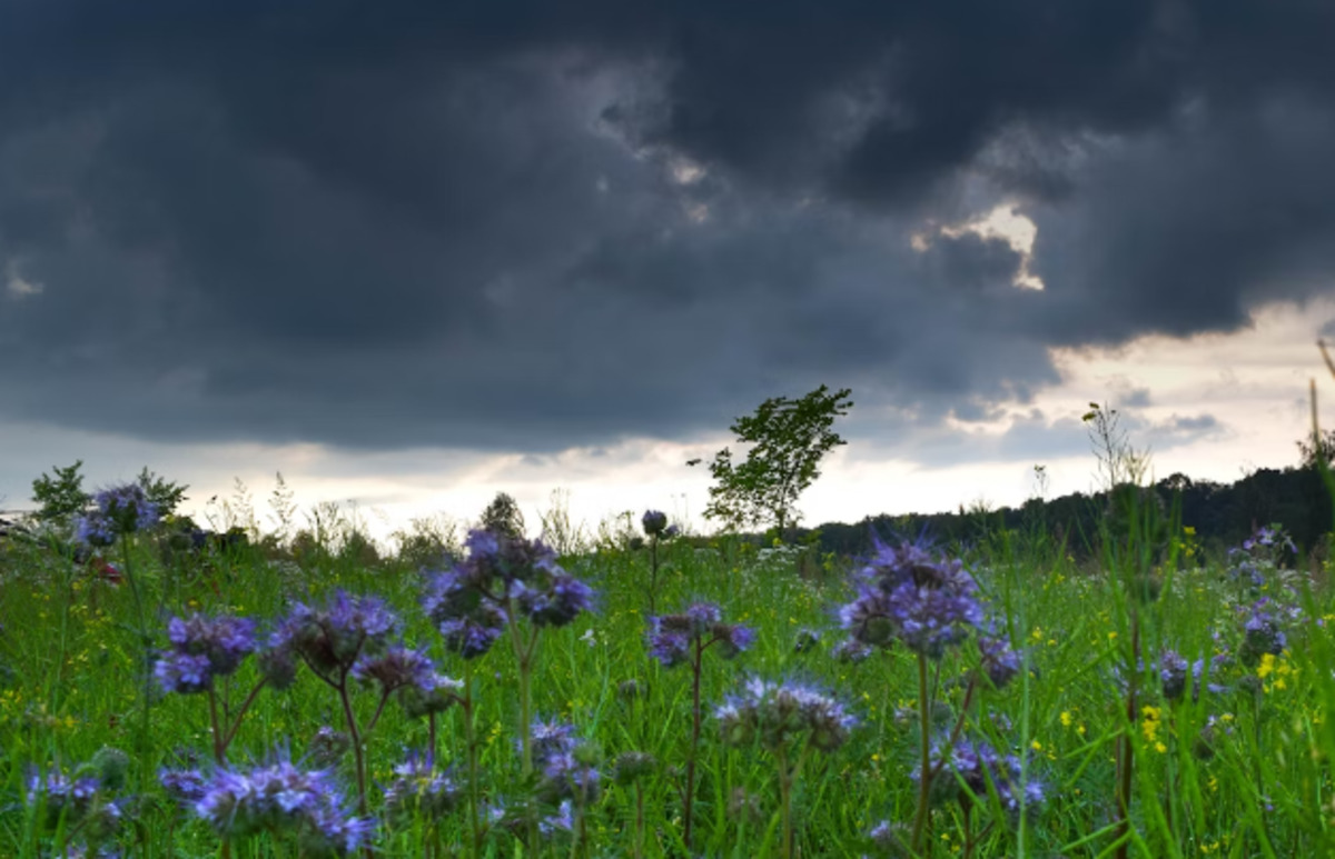 Seattle Weather Forecast, Sunny Intervals and Mild Temperatures on the