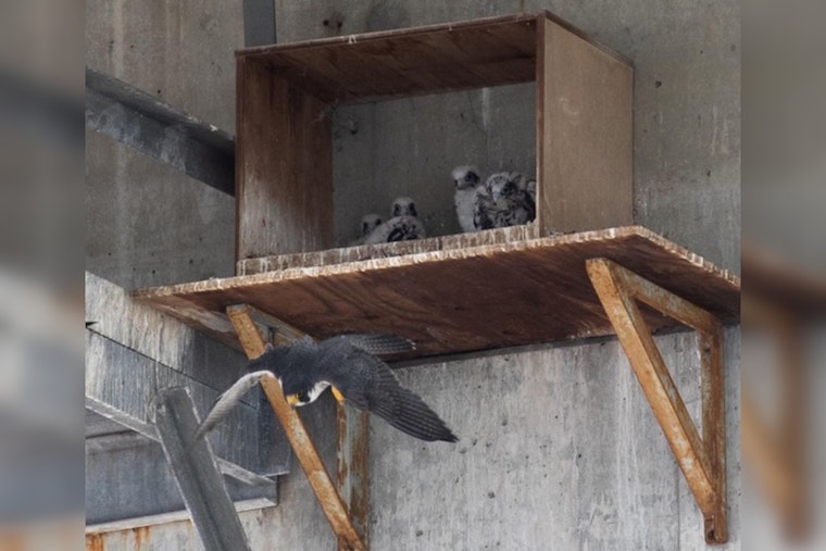 Seattle's Urban Raptors Thrive as SDOT and Conservationists