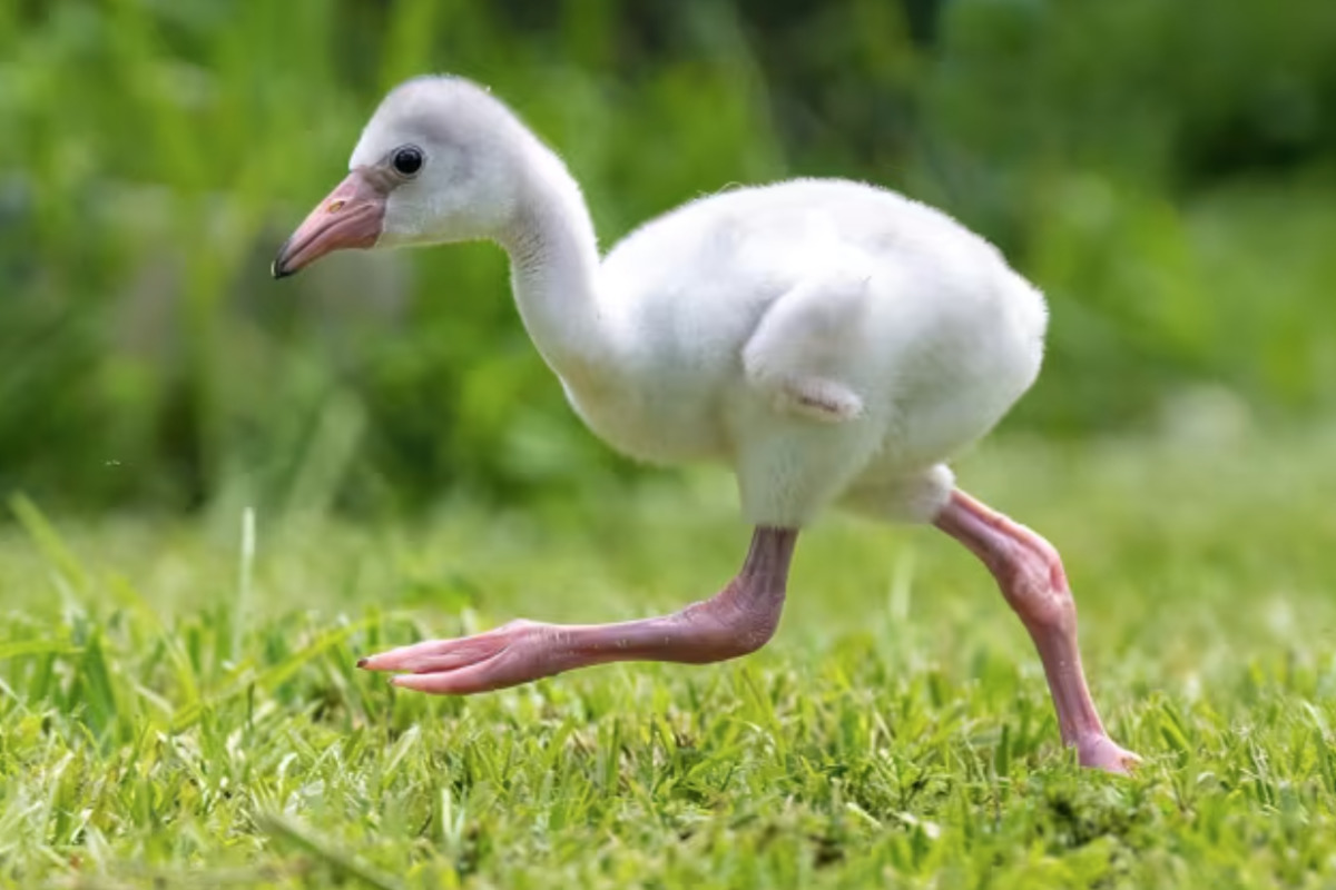 Zoo Miami Welcomes New Caribbean Flamingo Chick, Symbolizing Species'
