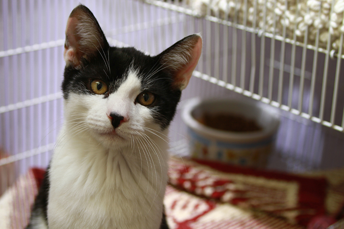 Baltimore Animal Shelter Overcomes Heat Crisis with Community Help and