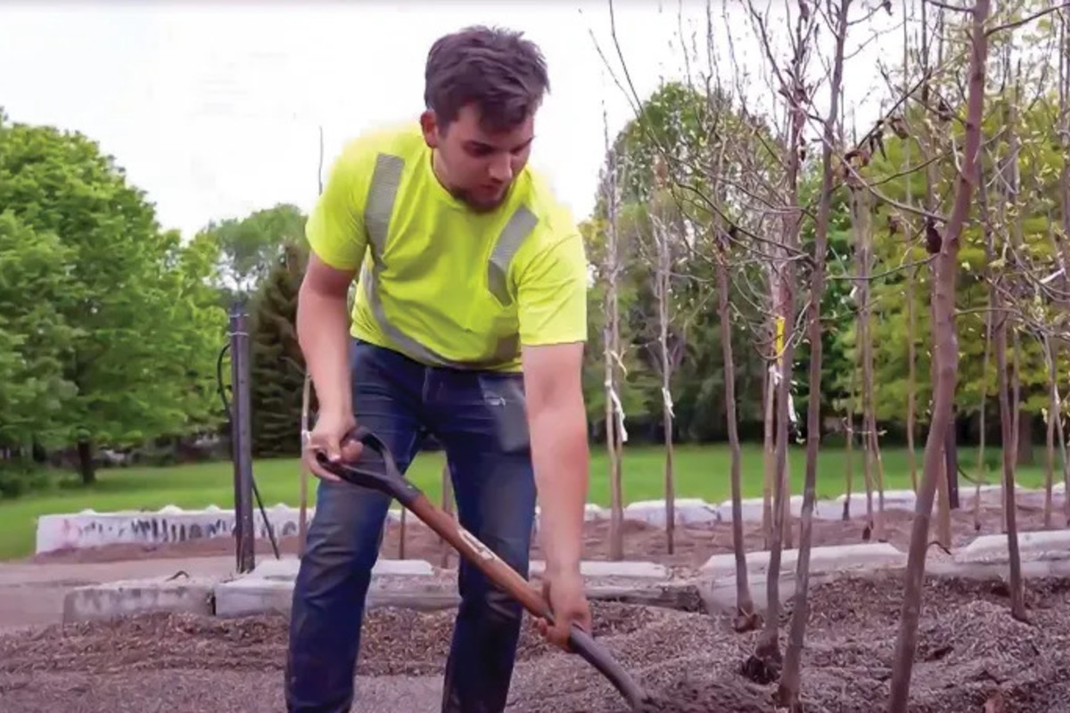 Bloomington Focuses on Urban Forest Renewal Through Tree Thinning and