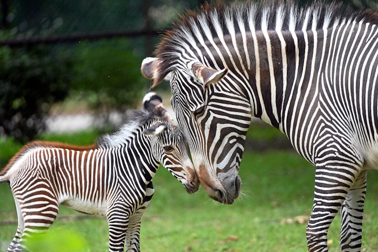Brookfield Zoo Celebrates Arrival of Endangered Grevy's Zebra Foal as