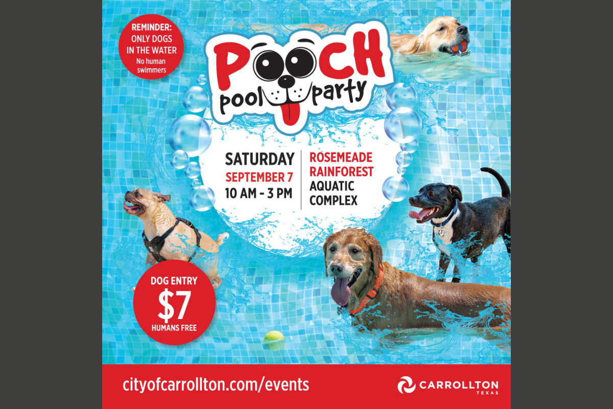 Carrollton's Pooch Pool Party: A Splashing Day Out For Dogs and Owners