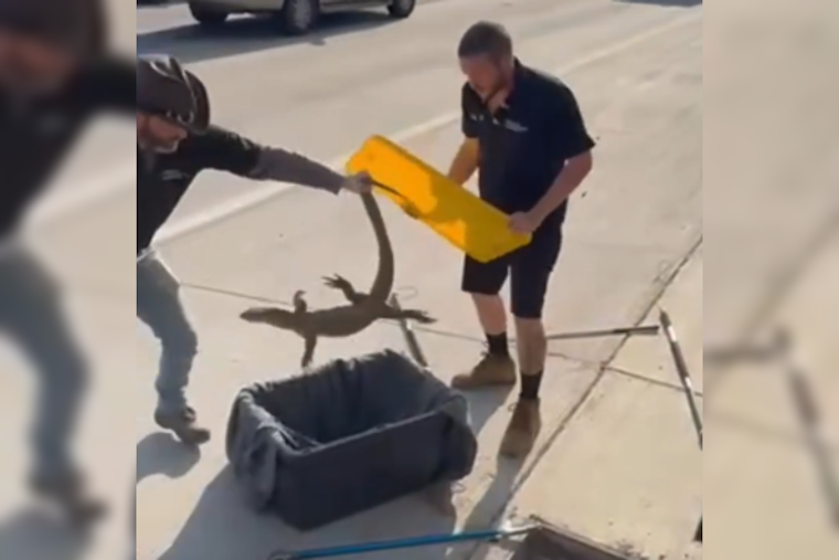 Exotic Nile Monitor Lizard Rescued from Storm Drain Alongside Loop 101