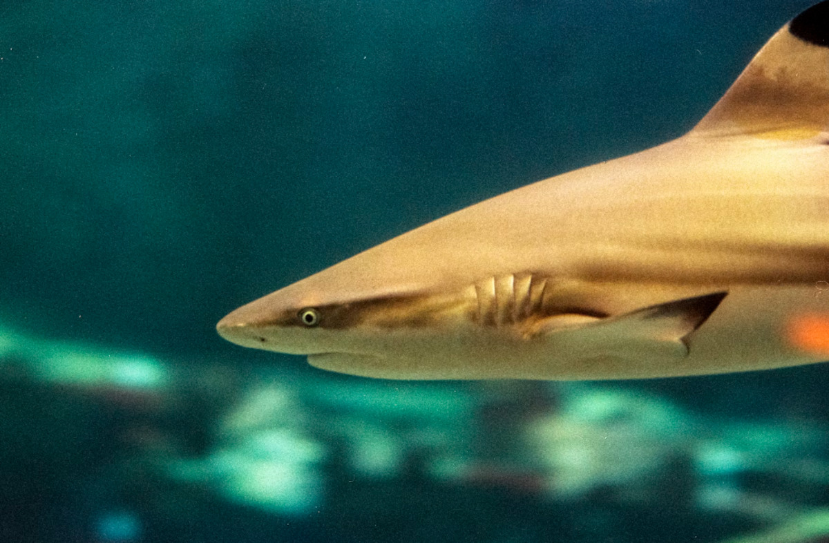 Florida Spearfisherman Survives Bull Shark Attack Thanks to