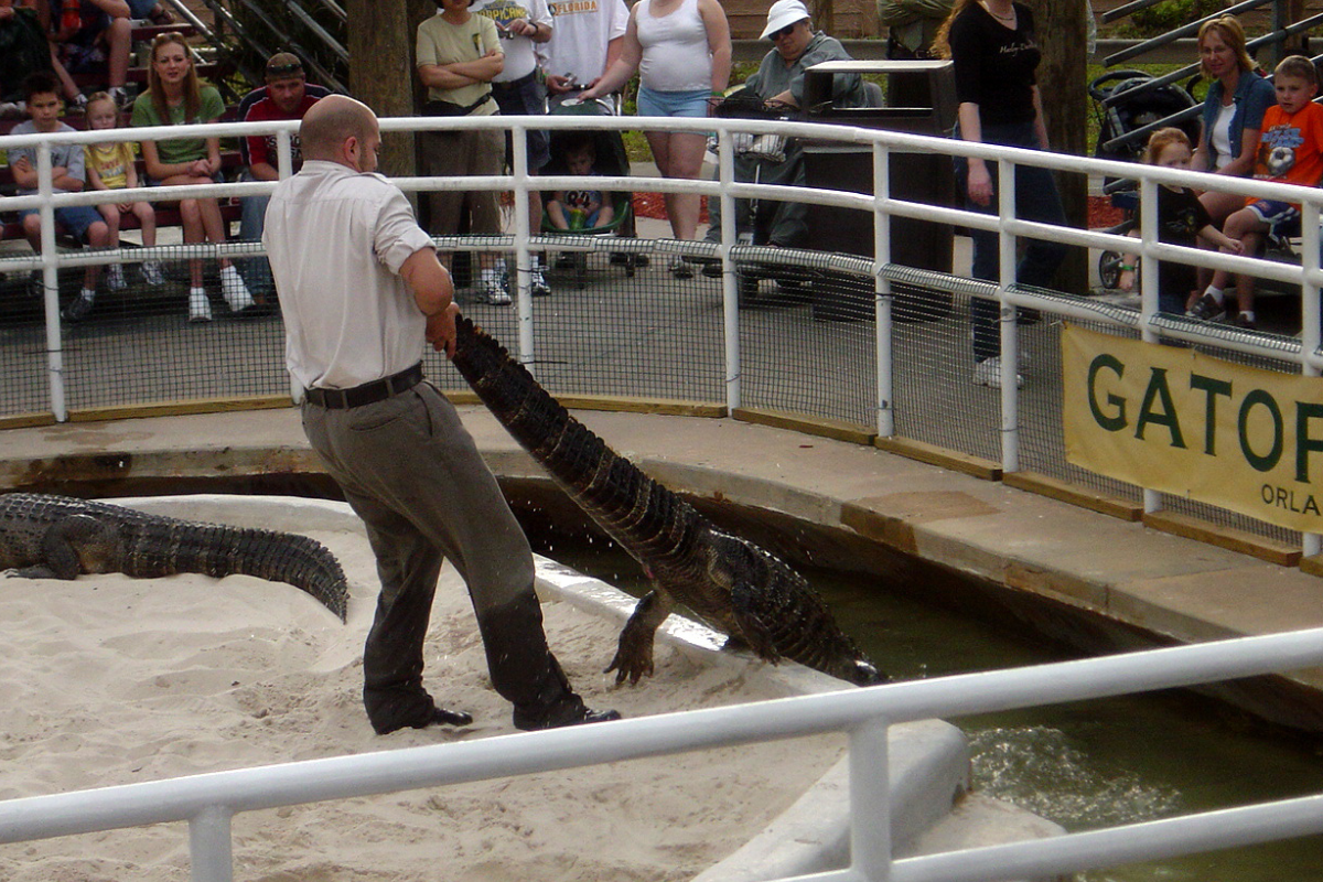 Gatorland in Orlando Unveils Alligator Walk of Fame, Celebrates 100