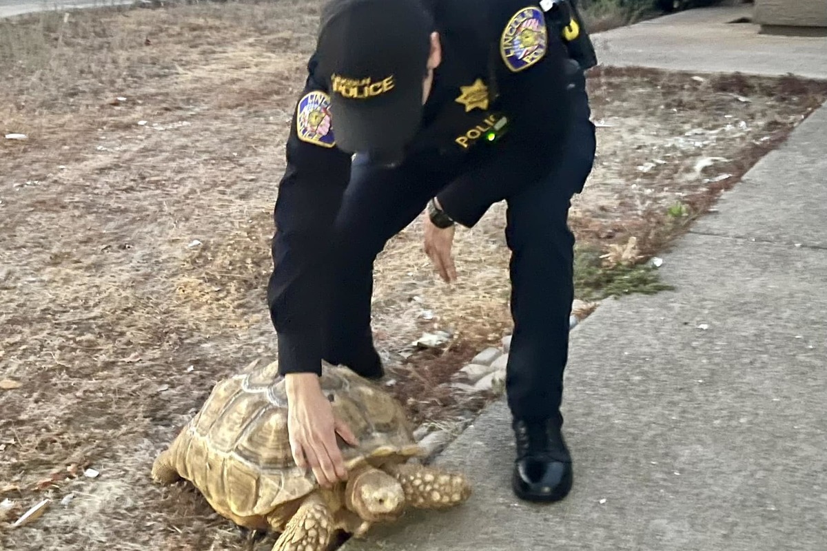 Lincoln Police Seek Owner of Friendly Tortoise Found Roaming in Placer