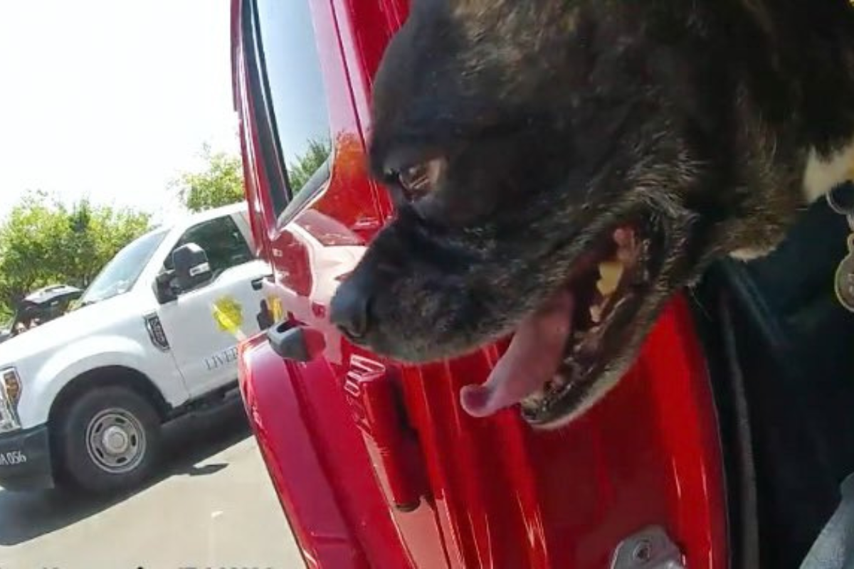 Livermore Police Rescue Dog from Overheated Vehicle Amidst 101-Degree