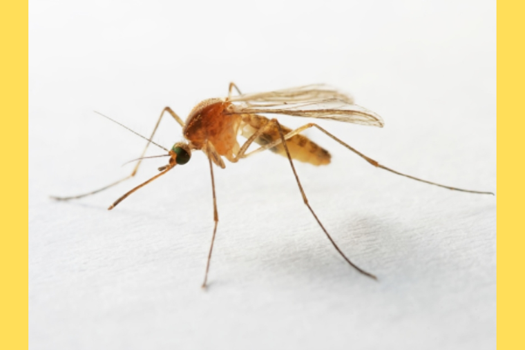 Mosquito Control Takes Flight: Osceola County to Deploy Drones in