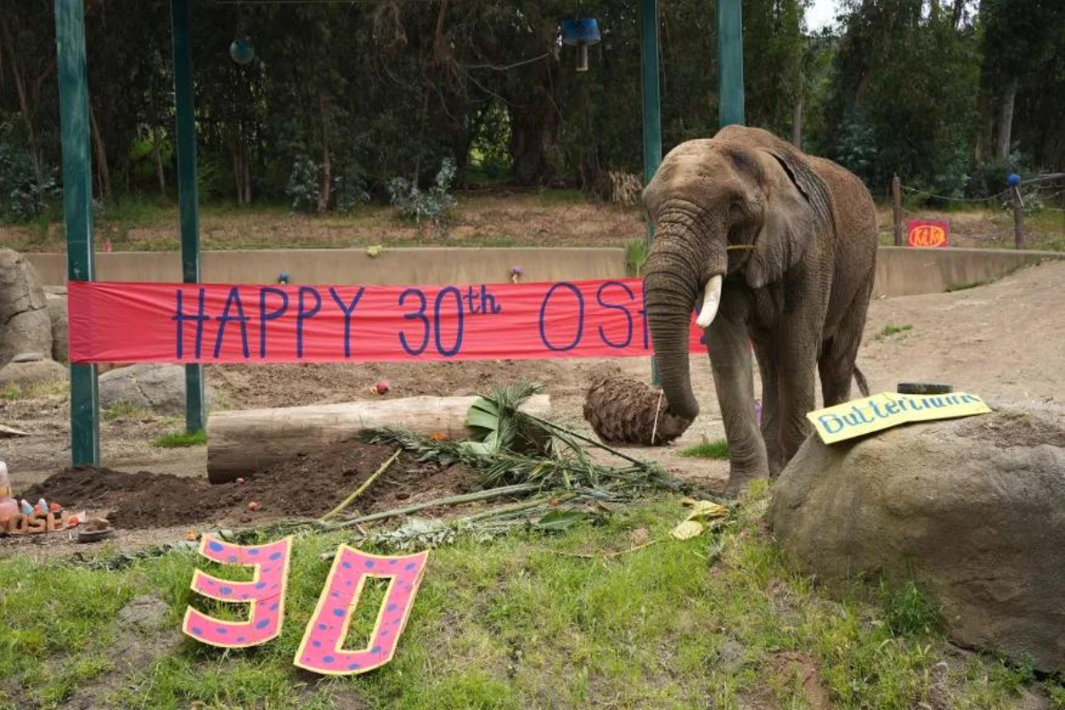 Oakland Zoo's Last African Elephant, Osh, Set for New Beginnings at