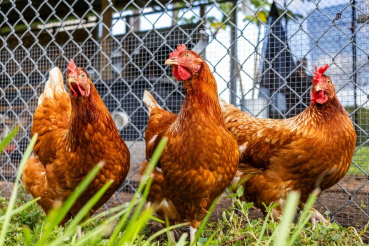 Orange County Enlists 'Sentinel Chickens' as Early Detectors of