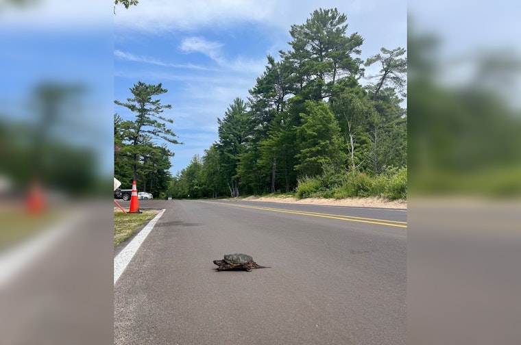 Snapping Turtle Crossing Season at Michigan's Pictured Rocks National