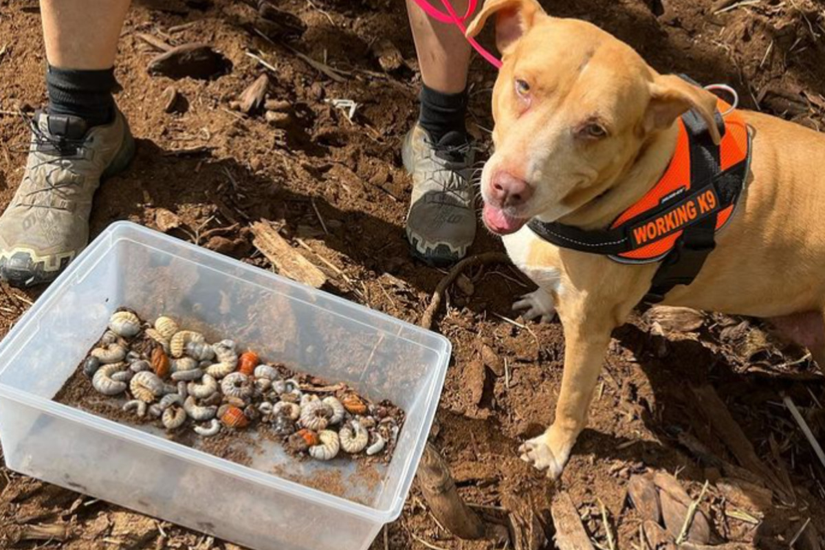 Specially Trained Dogs in Kauai Successfully Detect Invasive Coconut