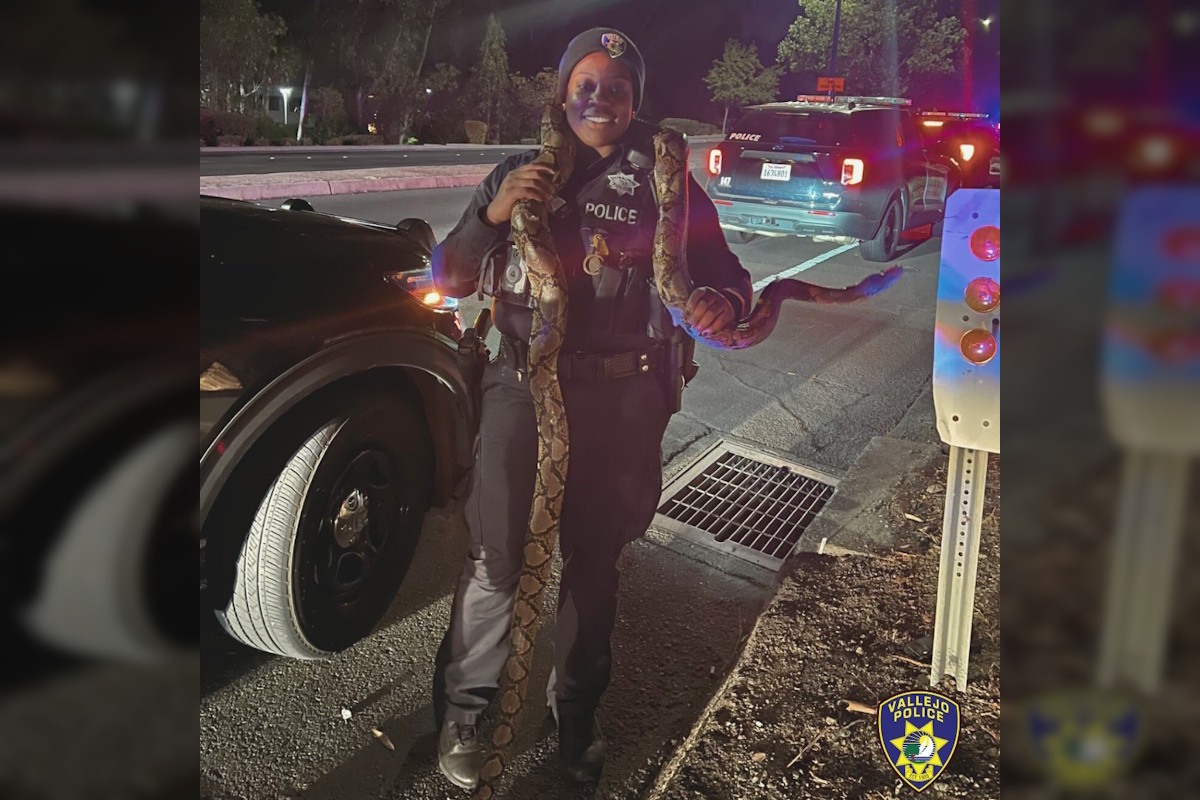 10-Foot Python Found in Vehicle After Police Pursuit Following Vallejo