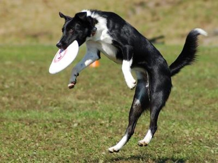 50th Canine Frisbee World Championship Soars into Naperville with