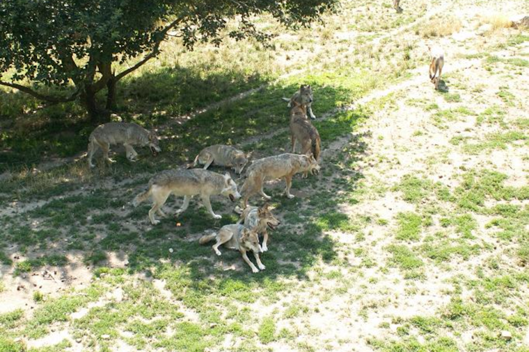 Colorado Officials Commence Relocation of Wolf Pack to Mitigate