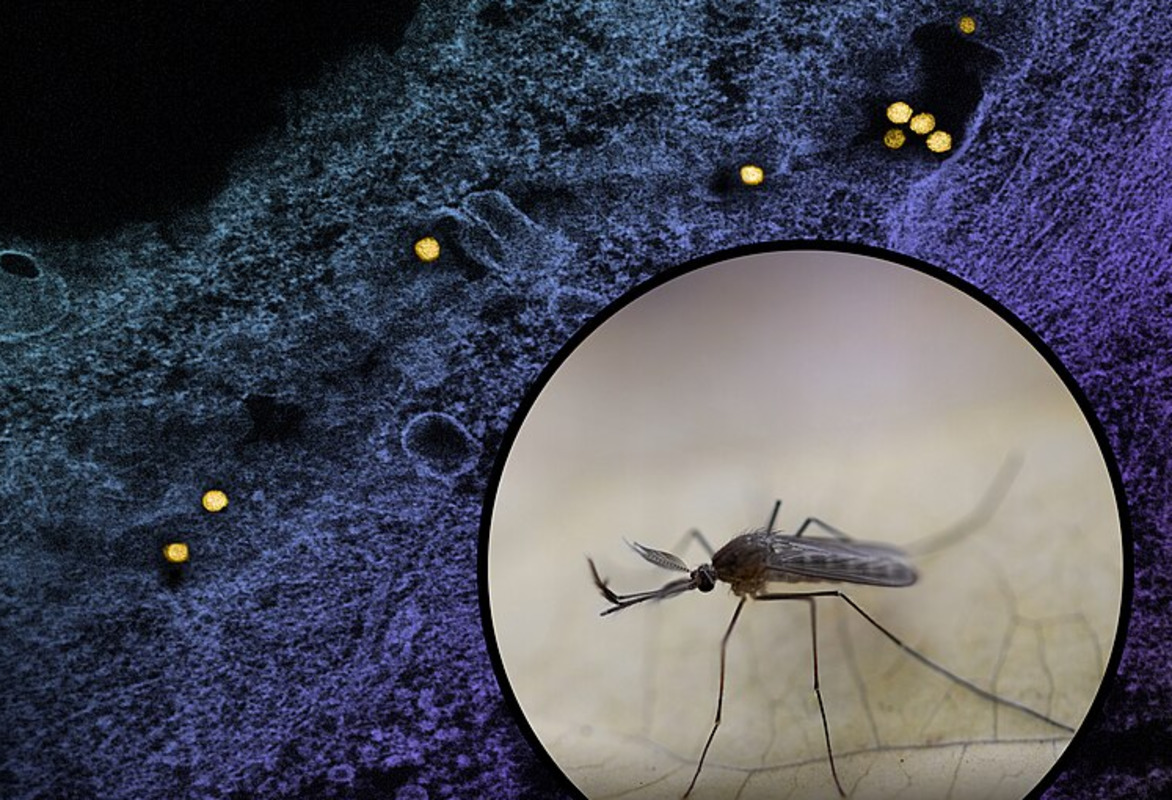 First Human West Nile Virus Infection of the Year Reported in Will