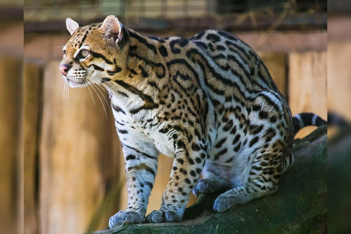 Ocelot Sighted in Southern Arizona Wilderness for First Time in 50
