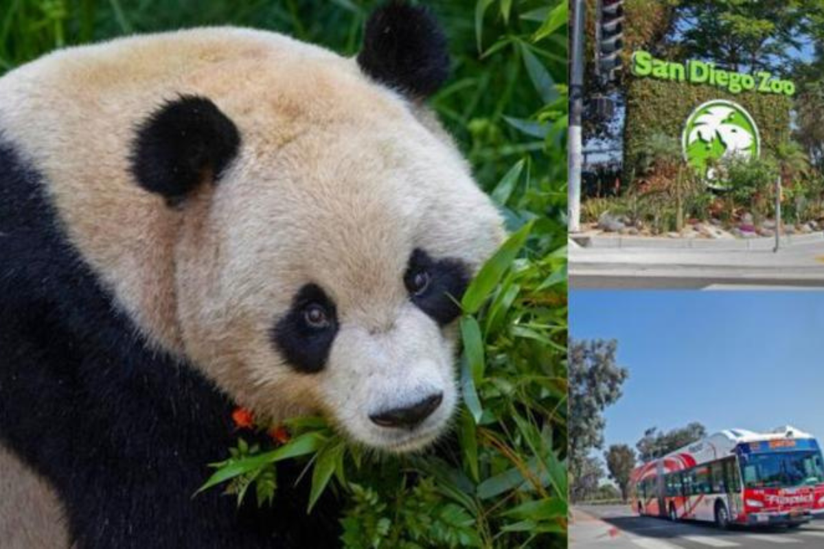 San Diego Hails Arrival of Giant Pandas, Governor Newsom Proclaims