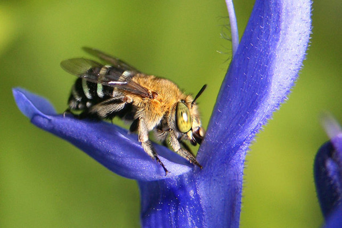Rare San Clemente Digger Bee Spotted at Cabrillo National Monument