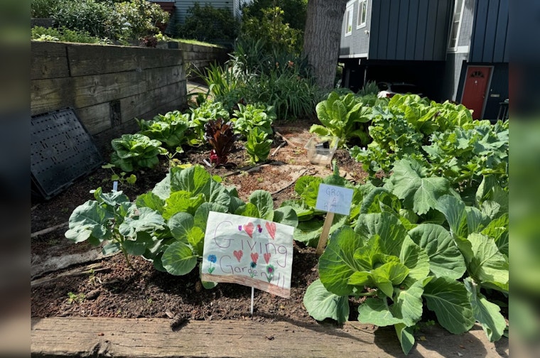 Seattle's P-Patch Community Gardens Flourish, Providing Fresh Produce