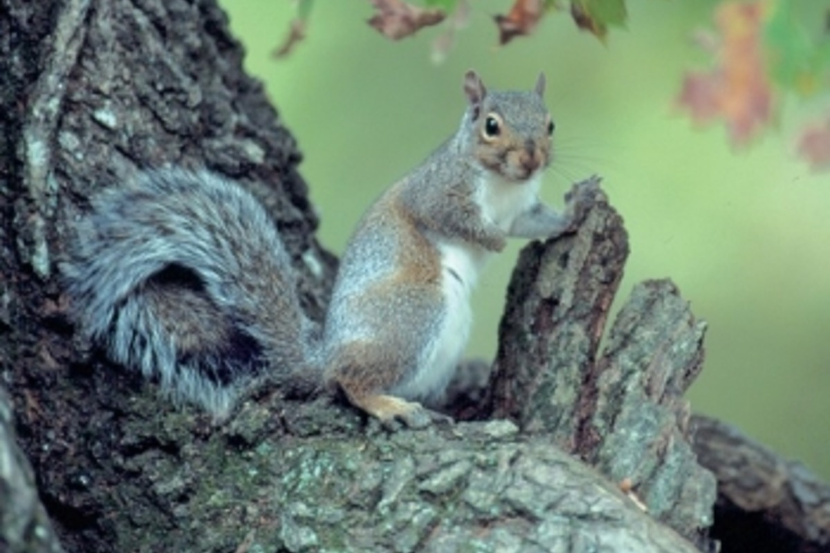 Tennessee Offers License-Free Squirrel Hunting on Free Hunting Day