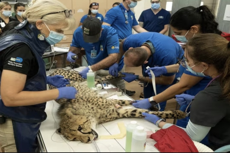 Zoo Miami's Juvenile Cheetah on the Road to Recovery After Successful