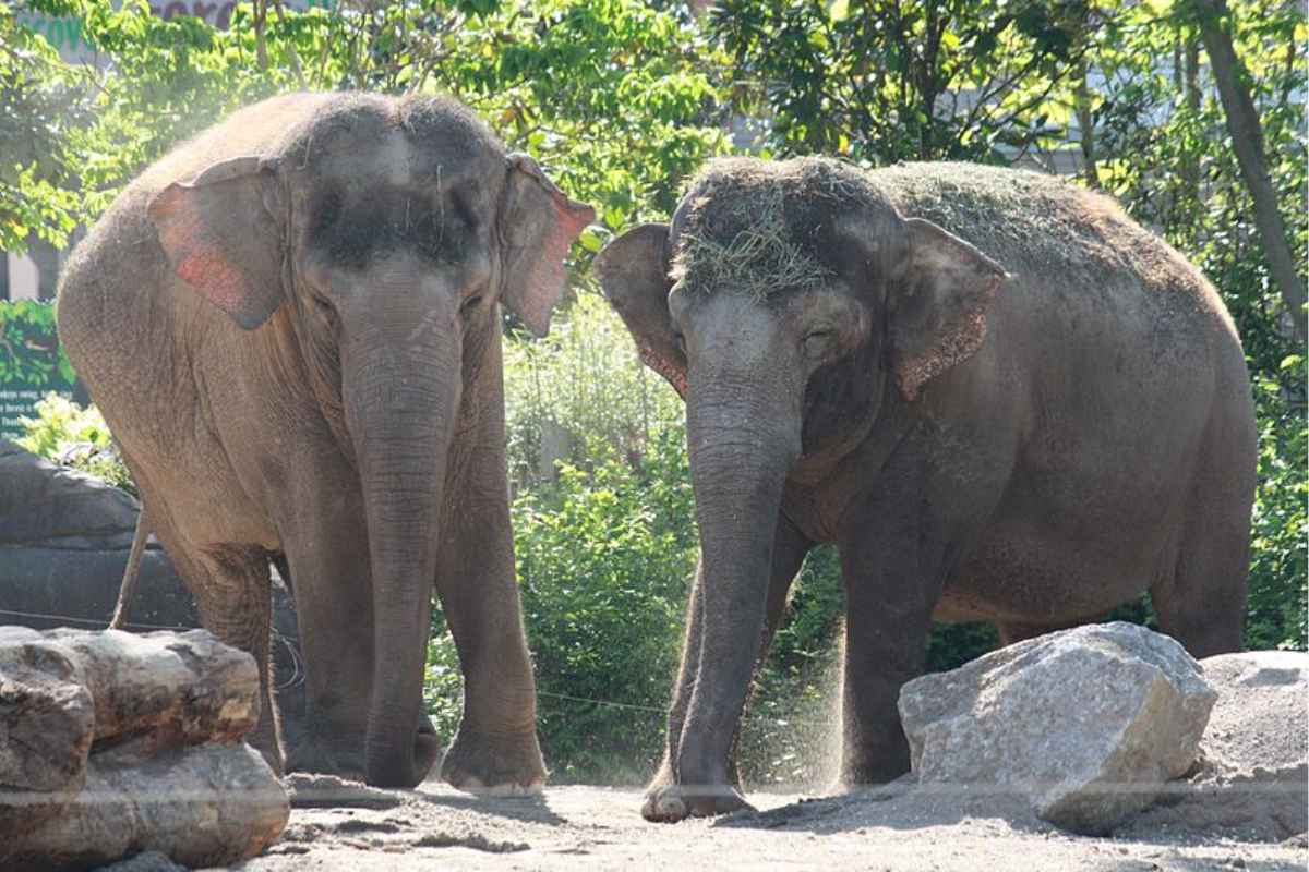 Cincinnati Zoo to Open Expansive Harry and Linda Fath Elephant Trek