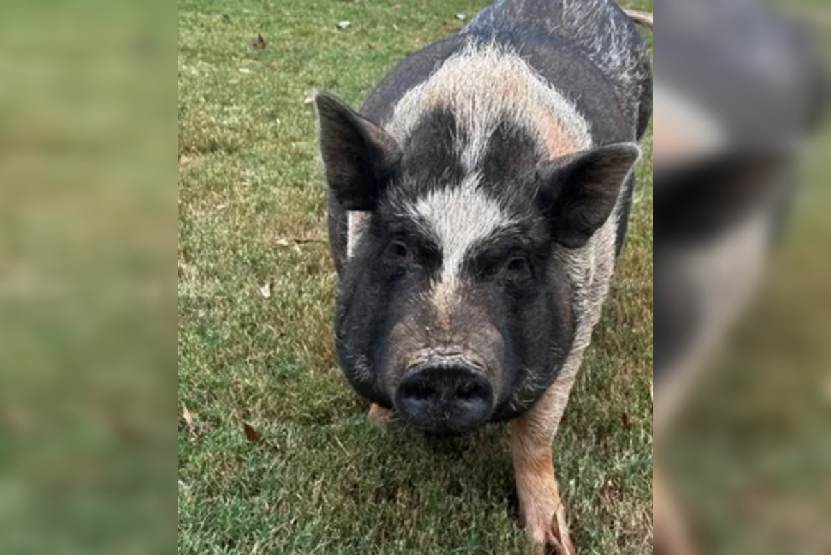 Cobb County Police Enter the Sty as Officers Wrangle Runaway Pig Oreo