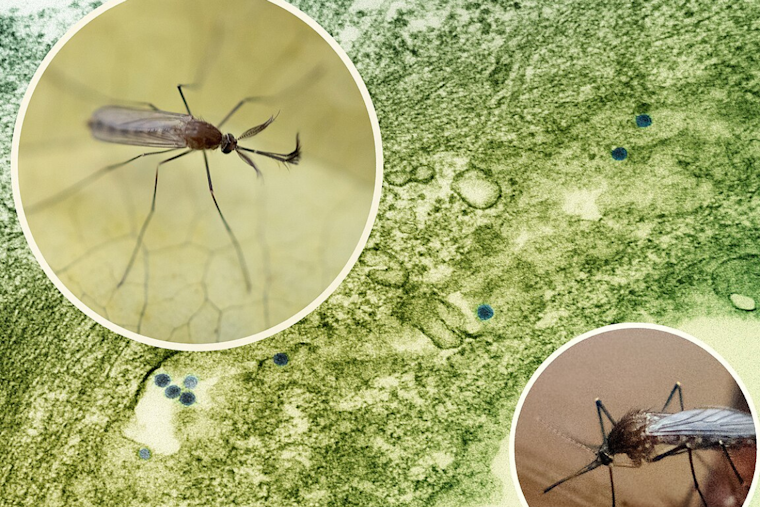 Dallas Ramps Up Mosquito Control Measures to Counteract West Nile