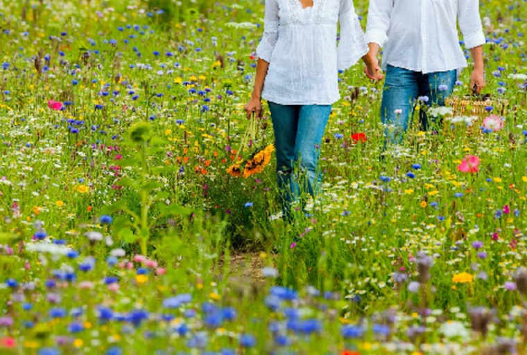 Discover Autumn's Splendor with a Free "Wildflower Walk" at