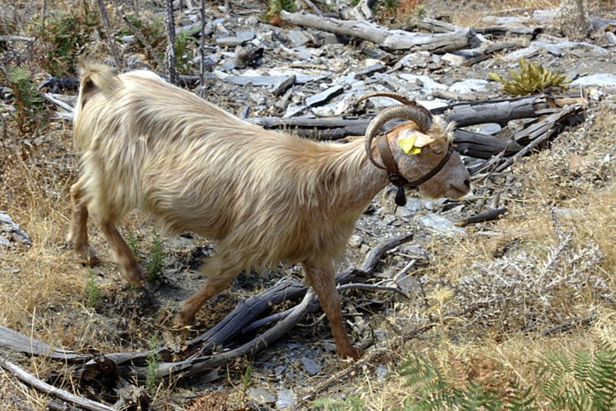 El Paso Mourns Loss of 'Bob the Goat' After Tragic Accident During