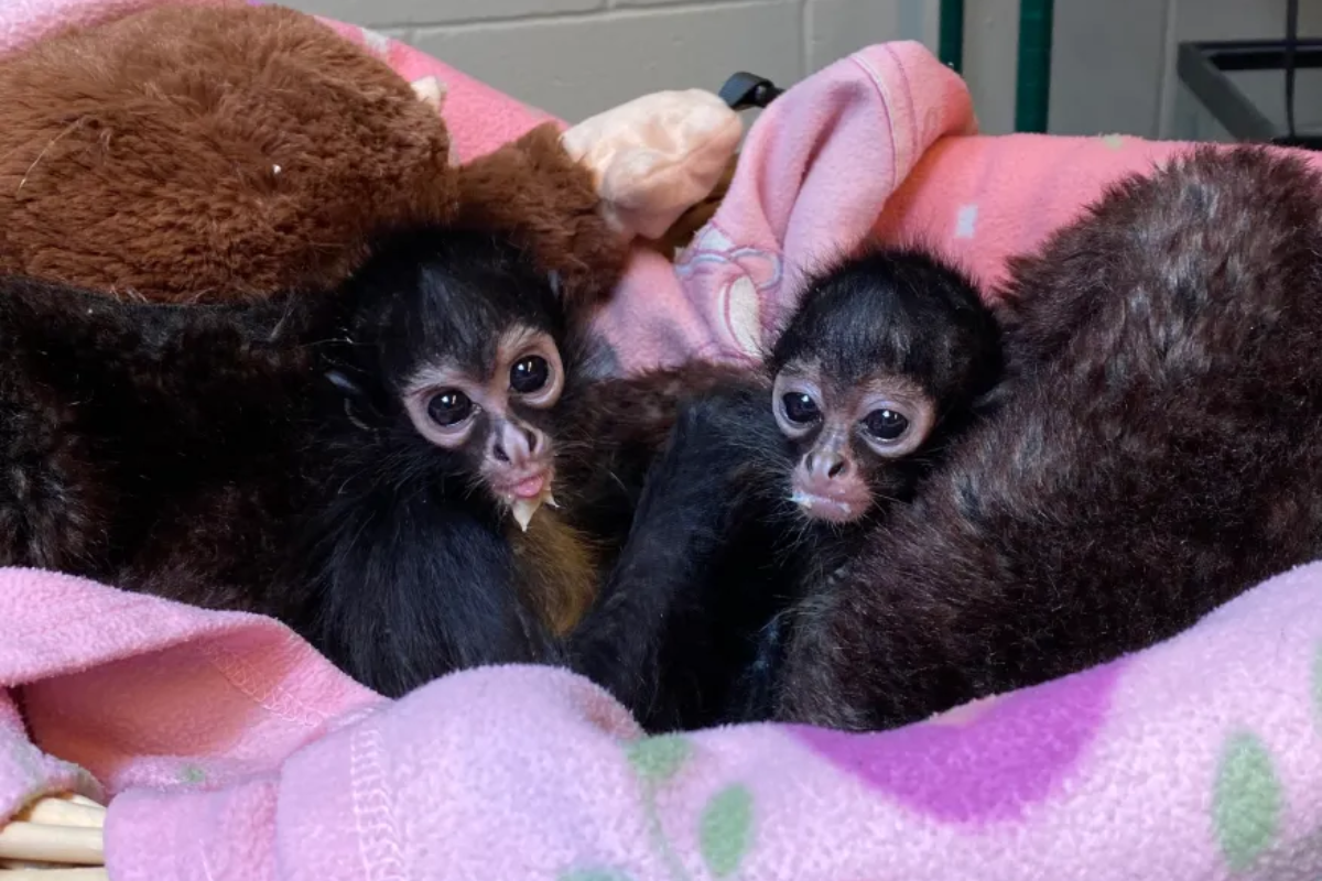 El Paso Zoo Provides Sanctuary for Rescued Baby Spider Monkeys
