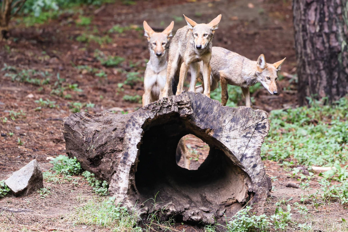 Endangered Red Wolves Relocate from North Carolina to New York in Bid