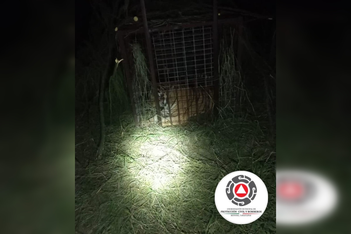 Escaped Tiger from Reynosa Zoo Captured Near Texas Border, Ending