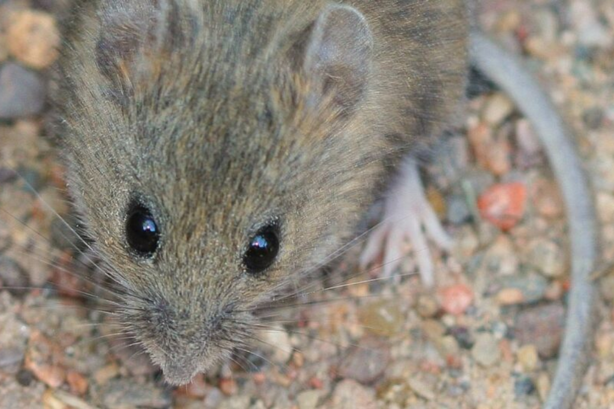 Hantavirus Detected in Rodents at San Onofre State Beach Campgrounds,