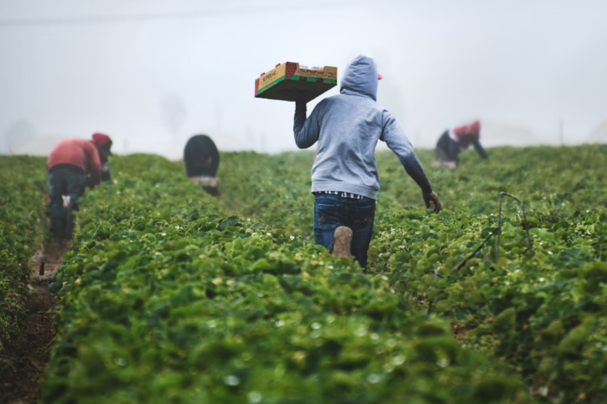 Hawaii Farm and Livestock Workers Eligible for $600 Relief Payments