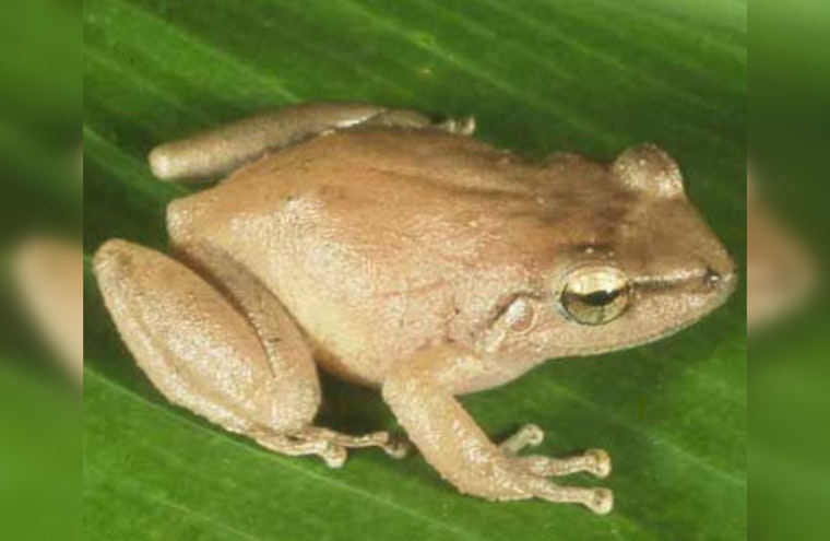 Invasive Coqui Frogs Expand Territory to Higher Elevations on Oʻahu,