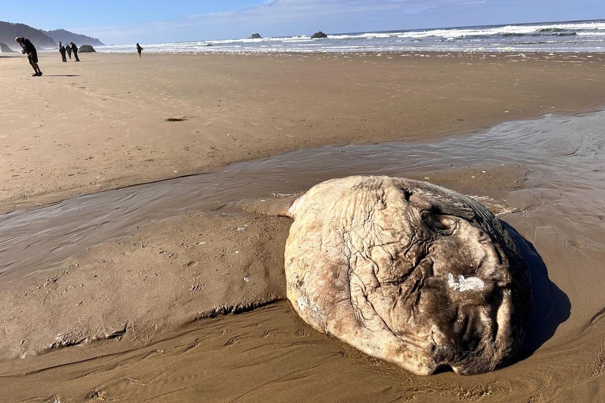 Mysterious Series of Giant Sunfish Strandings on Oregon Coast