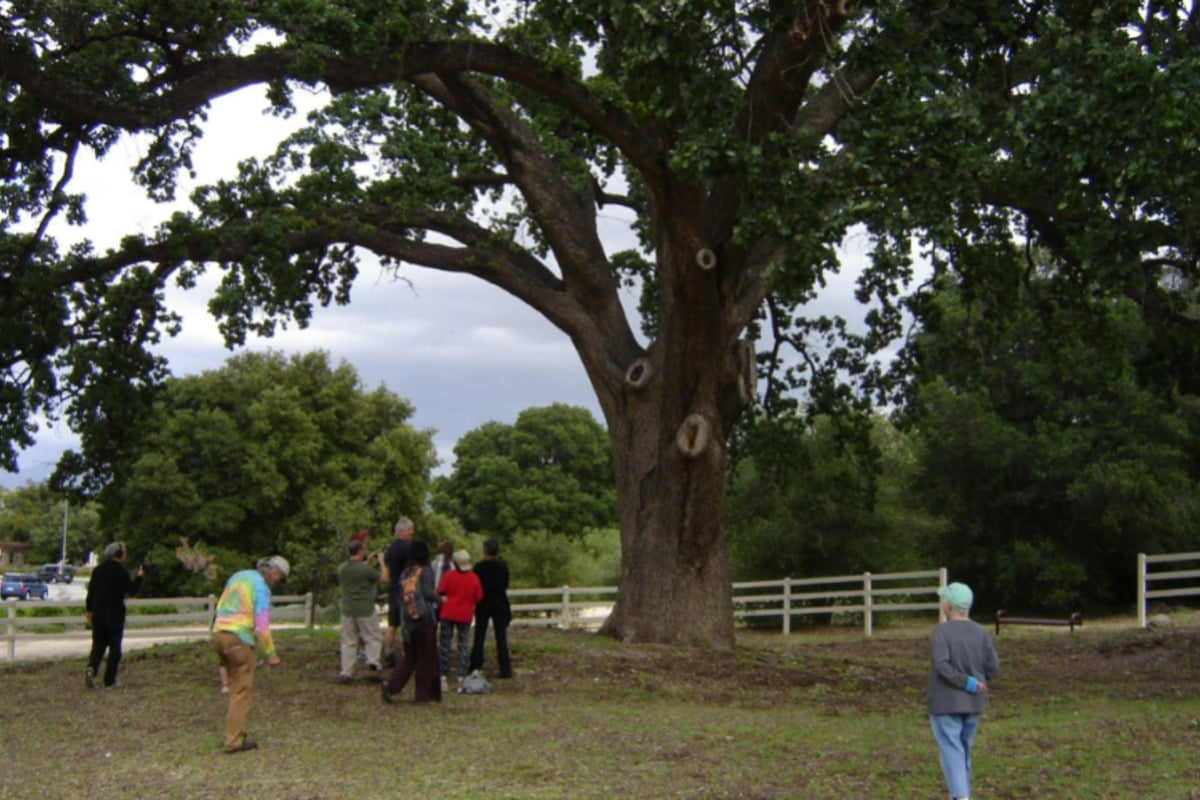 "Old Glory" Oak Tree in Stevenson Ranch Earns Historic Landmark Status