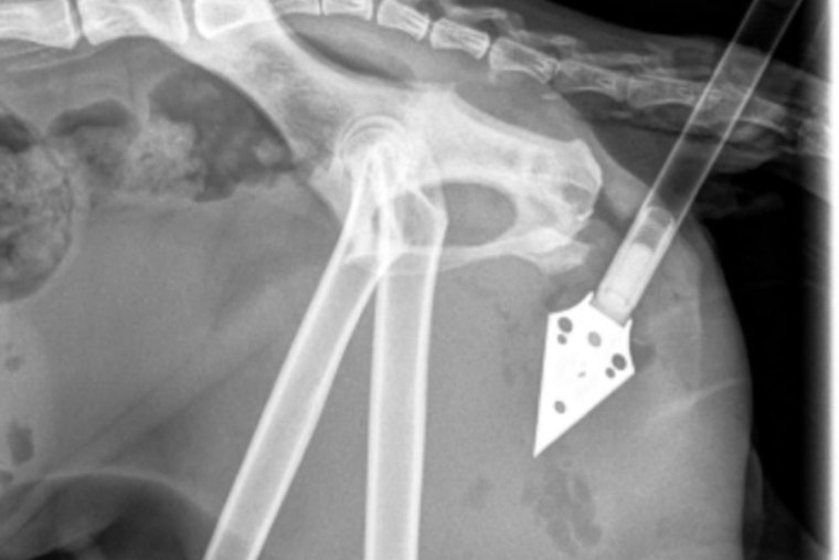 Philadelphia Community Outraged After Cat Shot with Arrow in