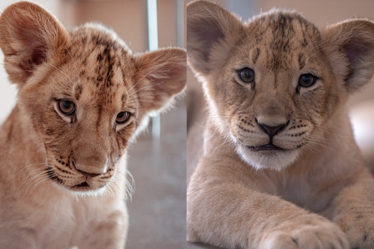 Phoenix Zoo Unveils Names of Adorable Lion Cubs, Meet Azizi and Jasiri